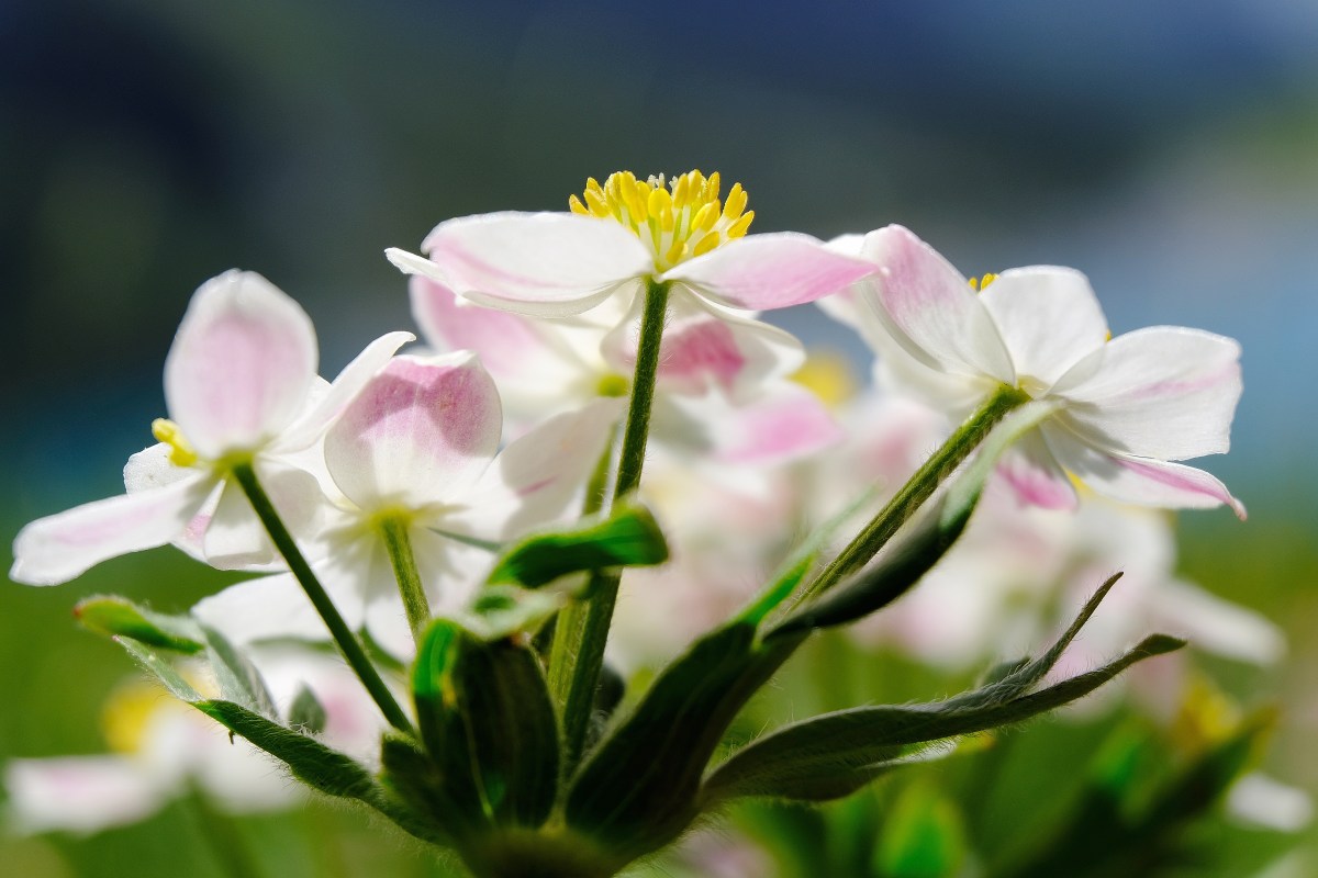 SWISS FLOWER WALKS: Oeschinensee, Kandertal. – SallyW Outdoor Adventures